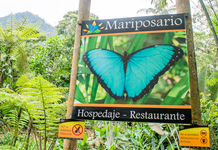 Ziplining, Butterflies, and Chocolate: Two Nights in Mindo - Trailing ...