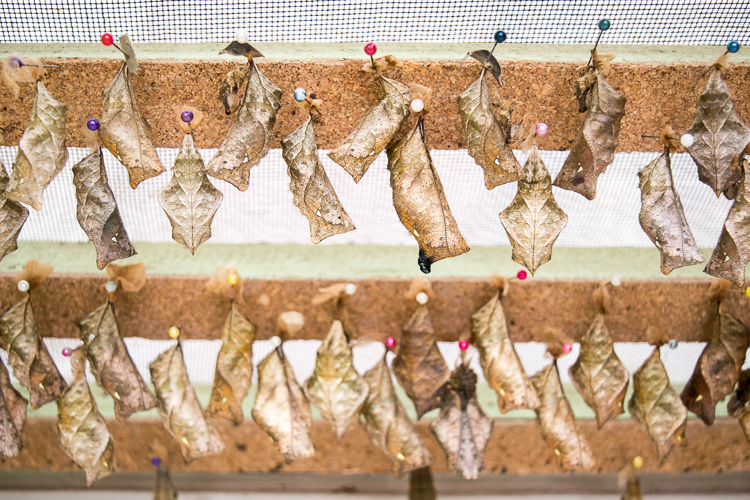 Ziplining, Butterflies, and Chocolate: Two Nights in Mindo - Trailing ...
