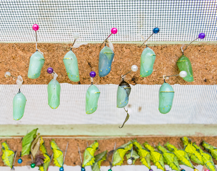 Ziplining, Butterflies, and Chocolate: Two Nights in Mindo - Trailing ...